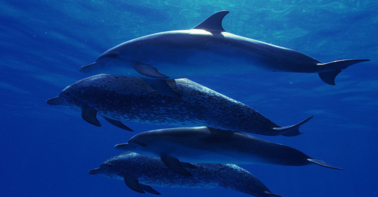 Does Dolphin Therapy Work? | Psychology Today