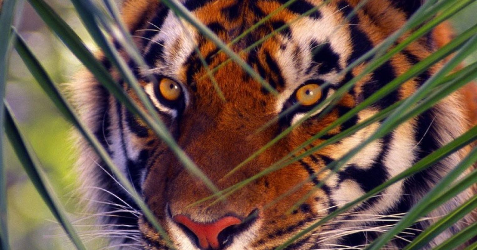 Does Tiger Parenting Work? | Psychology Today