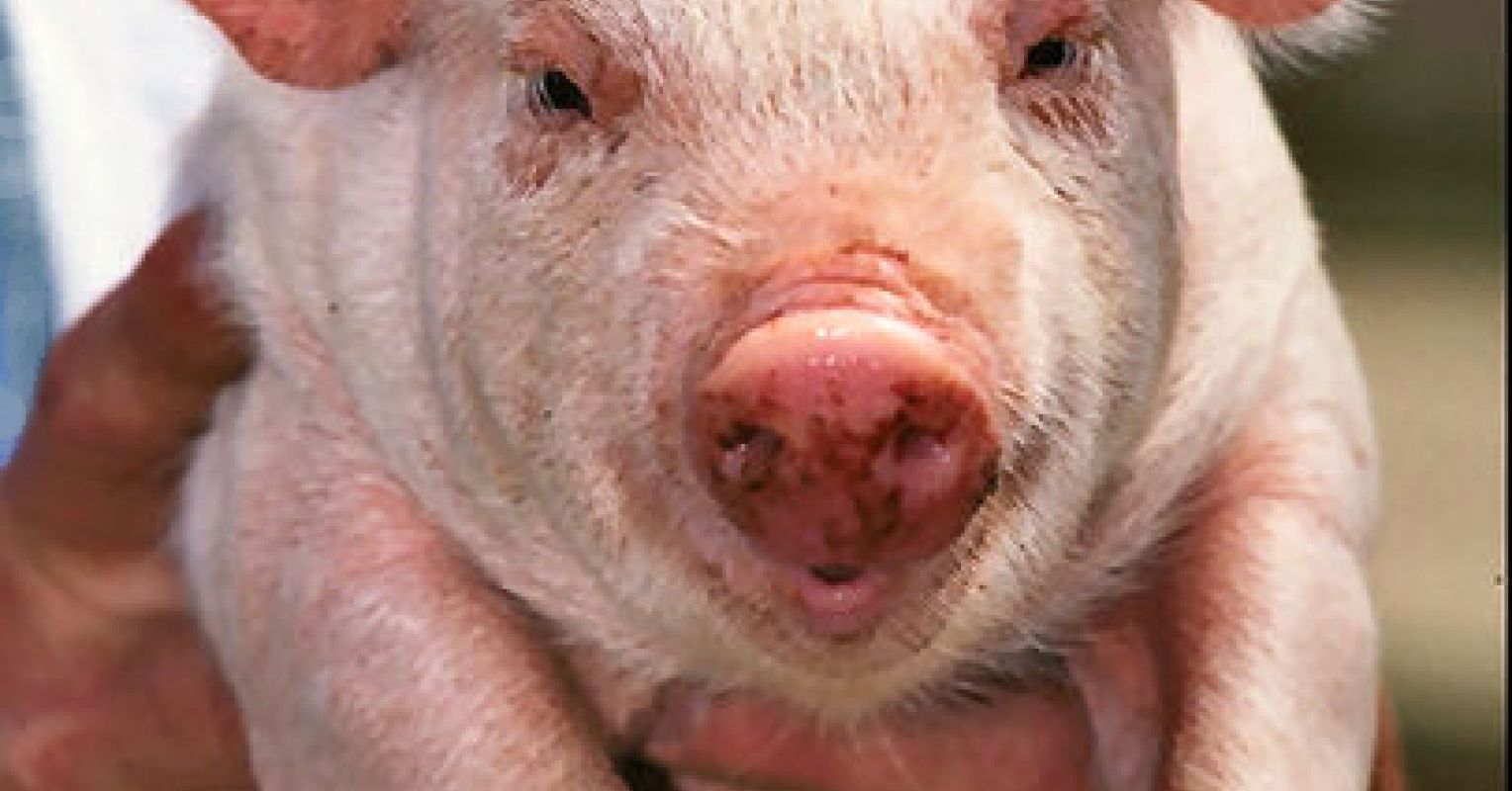 Would You Be Nice to a Chauvinist Pig? | Psychology Today