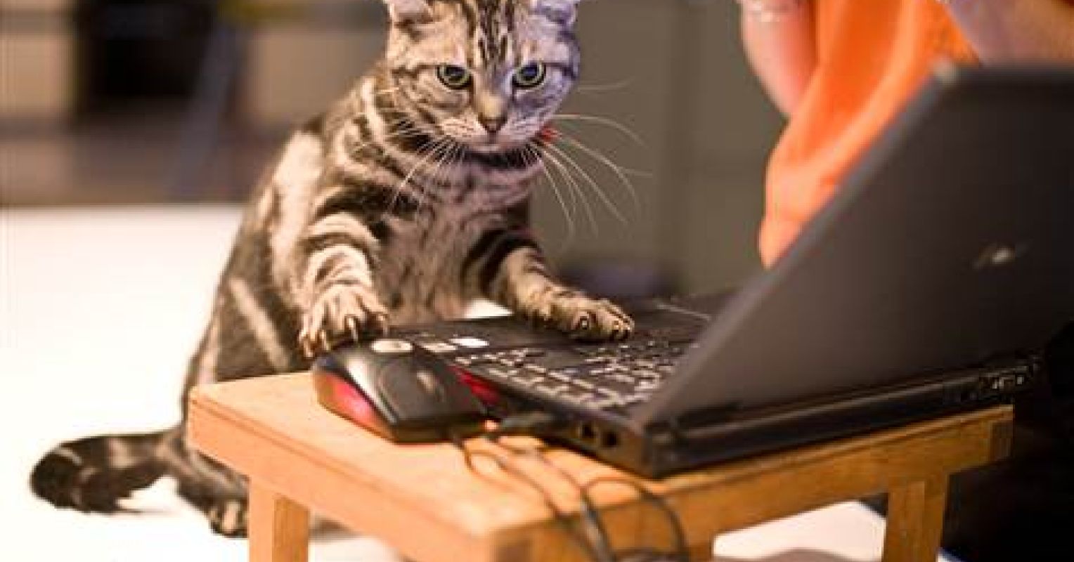 This 8th Grader Wants to Measure Your Cat's IQ | Psychology Today