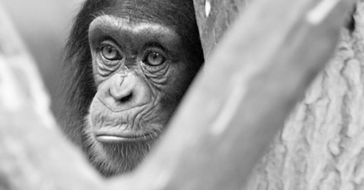 The Incredible Shrinking Human Brain | Psychology Today