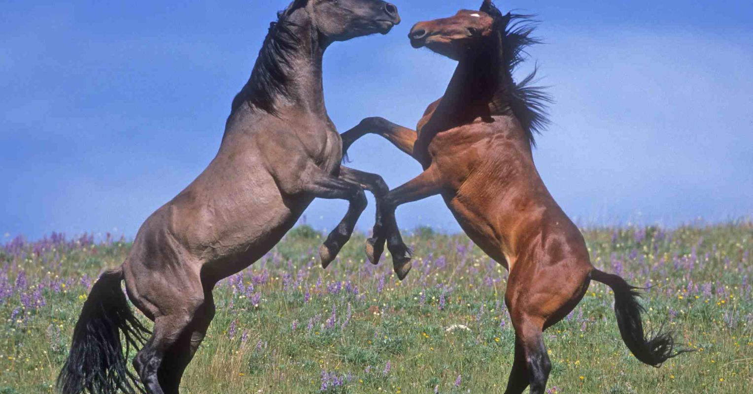 Alphas Hog Mating Opportunity: Its Still the Same Old Story ...