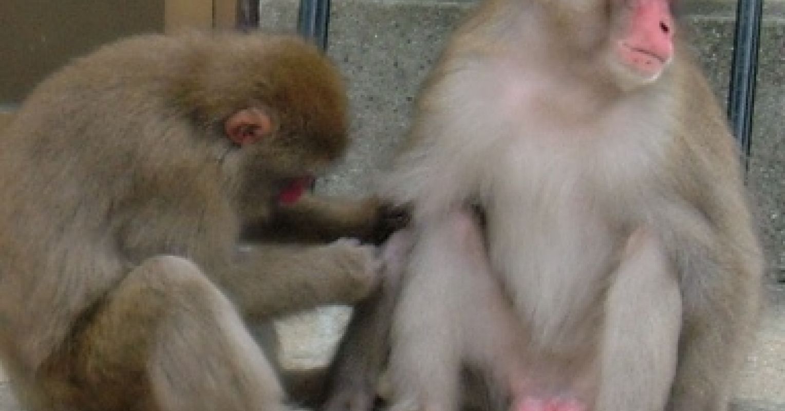 Is It Worth Being the Beta Monkey? | Psychology Today