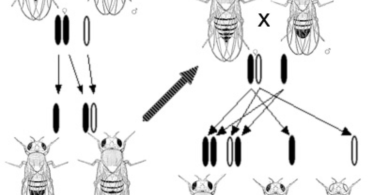 Genetics of IQ: not so simple | Psychology Today