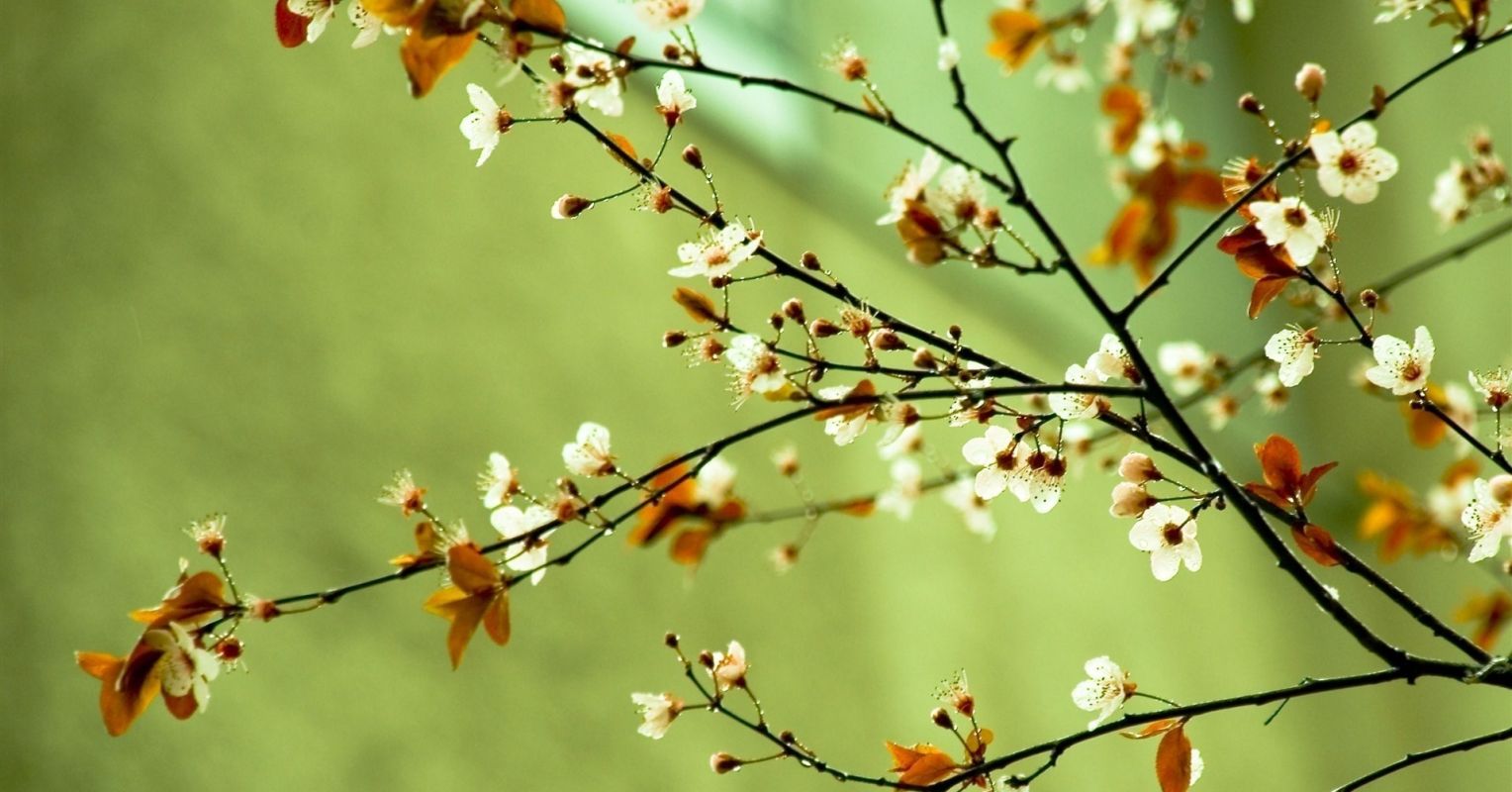 It's Spring: A Time for Courage, Growth, and Change | Psychology Today