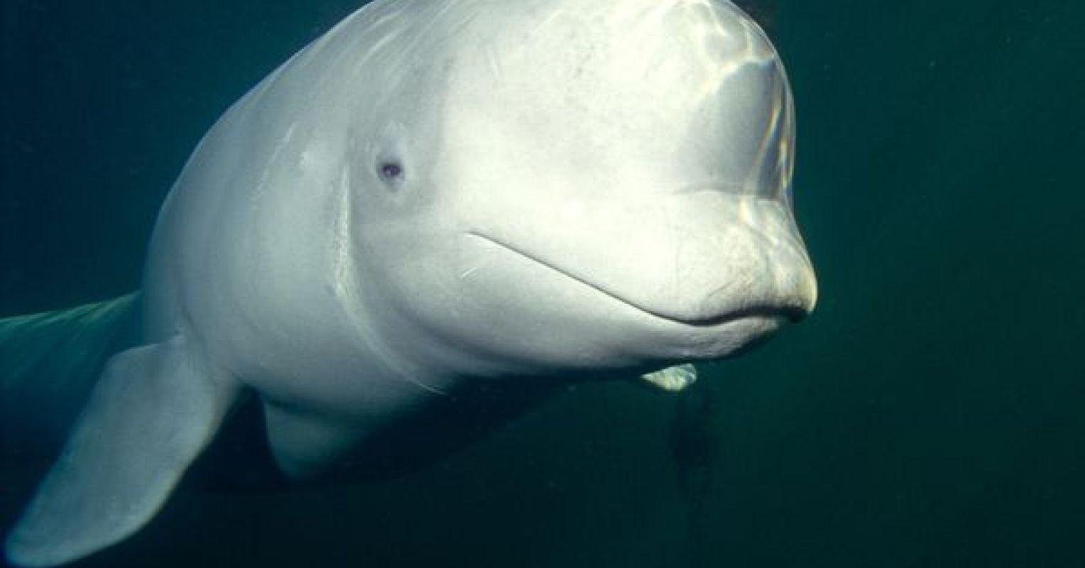 Killing Liminal Creatures | Psychology Today