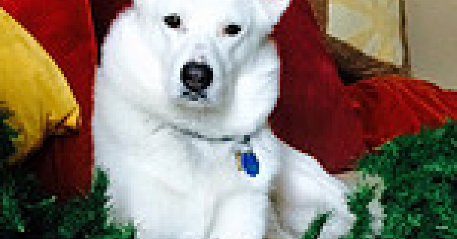 6 Best Holiday Gifts for Your Dog | Psychology Today Singapore