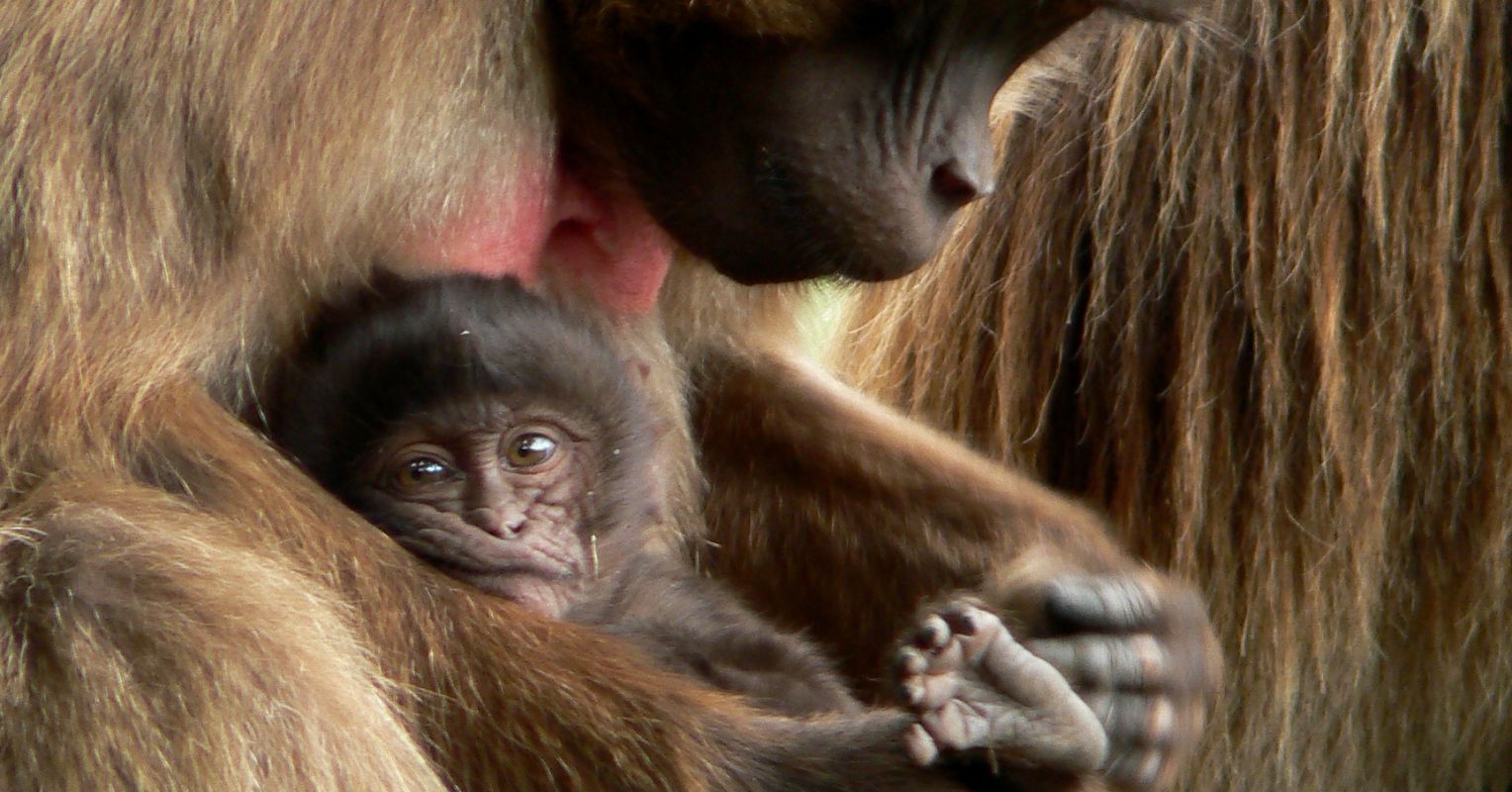 Monkey See, Monkey Smile | Psychology Today