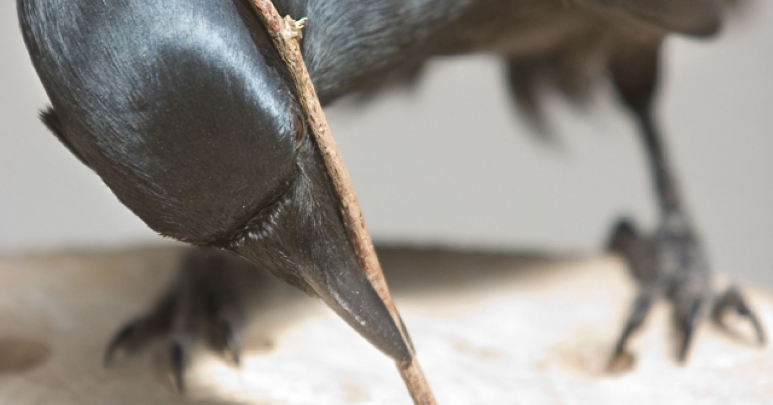 Corvid Tool Use, Play and More | Psychology Today