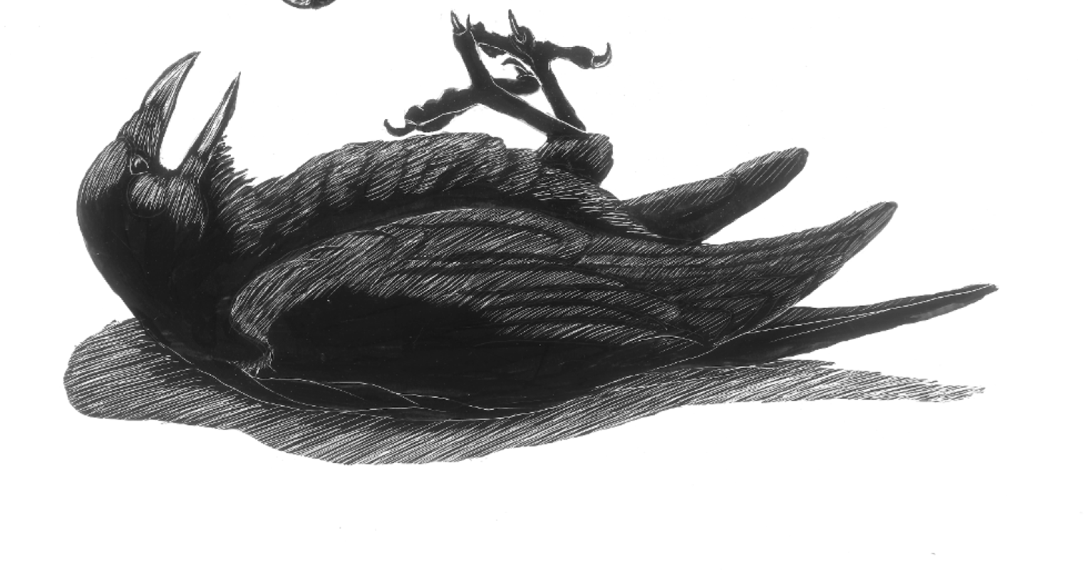 Crow Playmates | Psychology Today Singapore