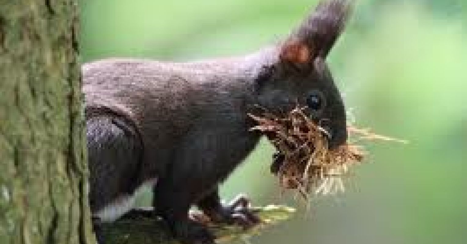 squirrel with balance problems