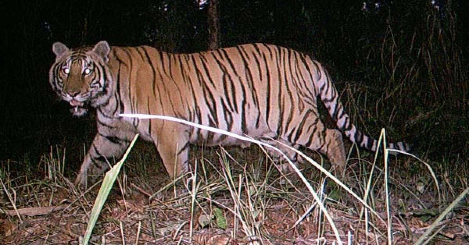 Lions and Tigers and Dogs | Psychology Today