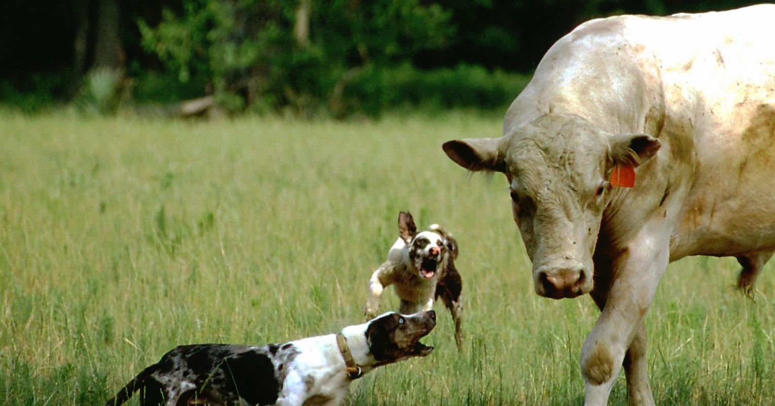 Can Dogs Teach Us Why Some People Kill Wolves? | Psychology Today