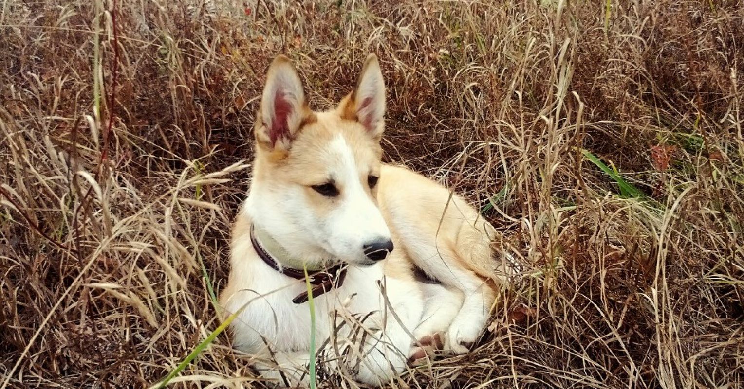 Praise for All-Purpose Dogs | Psychology Today