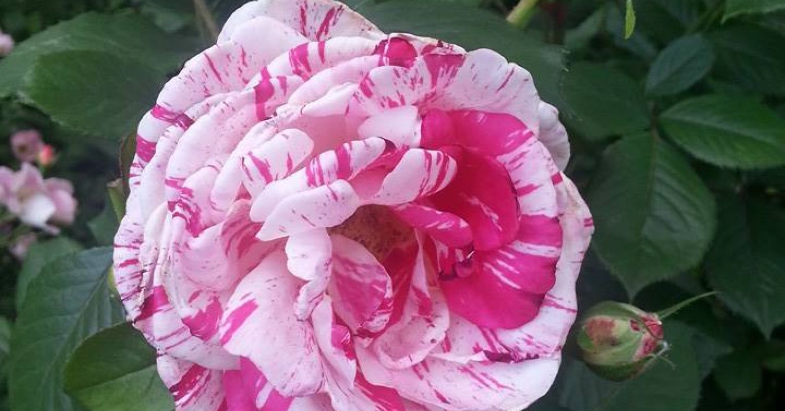 Things Not to Say to a New Widow | Psychology Today