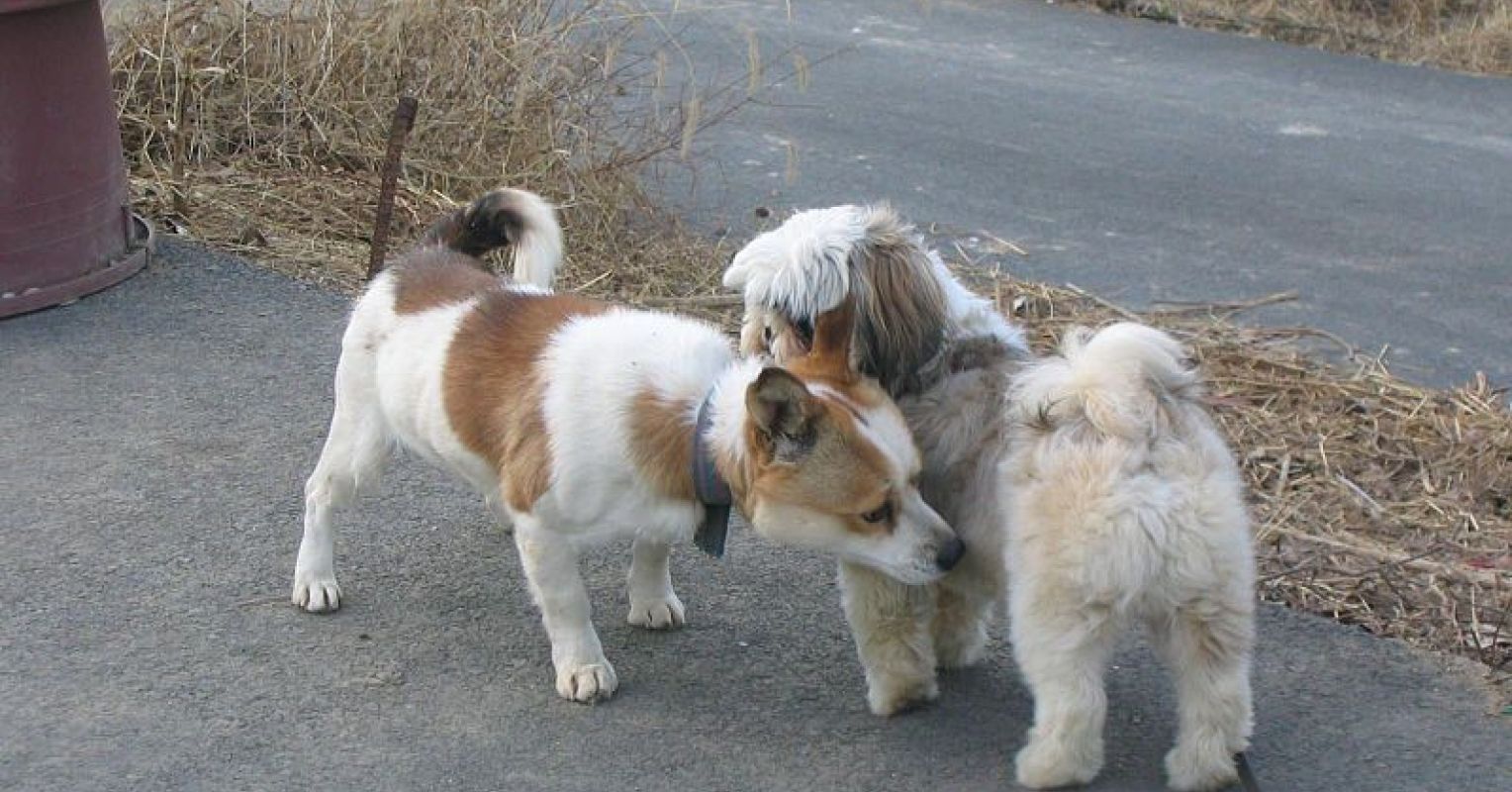 What and Who Dogs Want and Need: Love, Not Shocks | Psychology Today