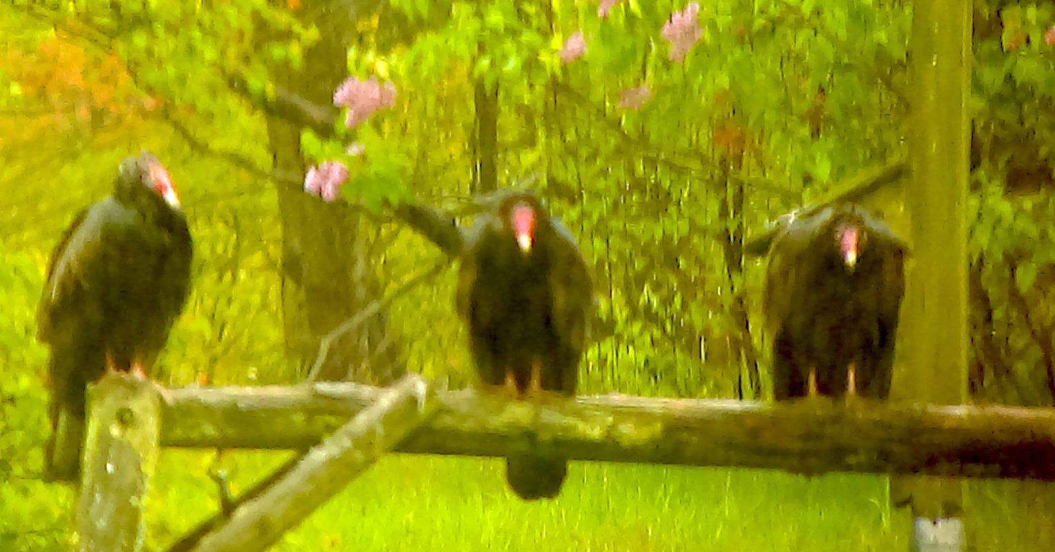 Female Predators | Psychology Today Canada