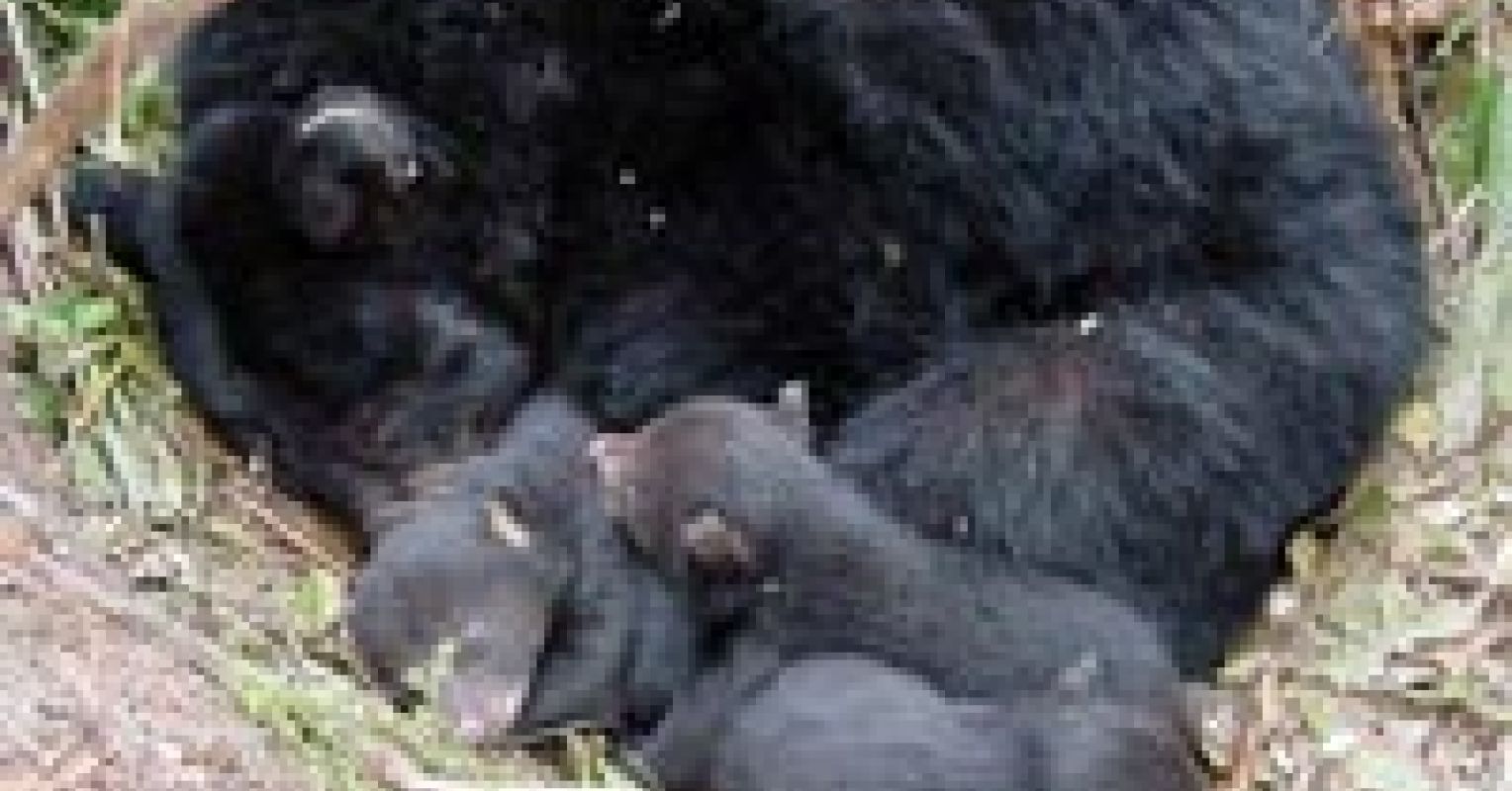 Human Hibernation as a Survival Strategy | Psychology Today