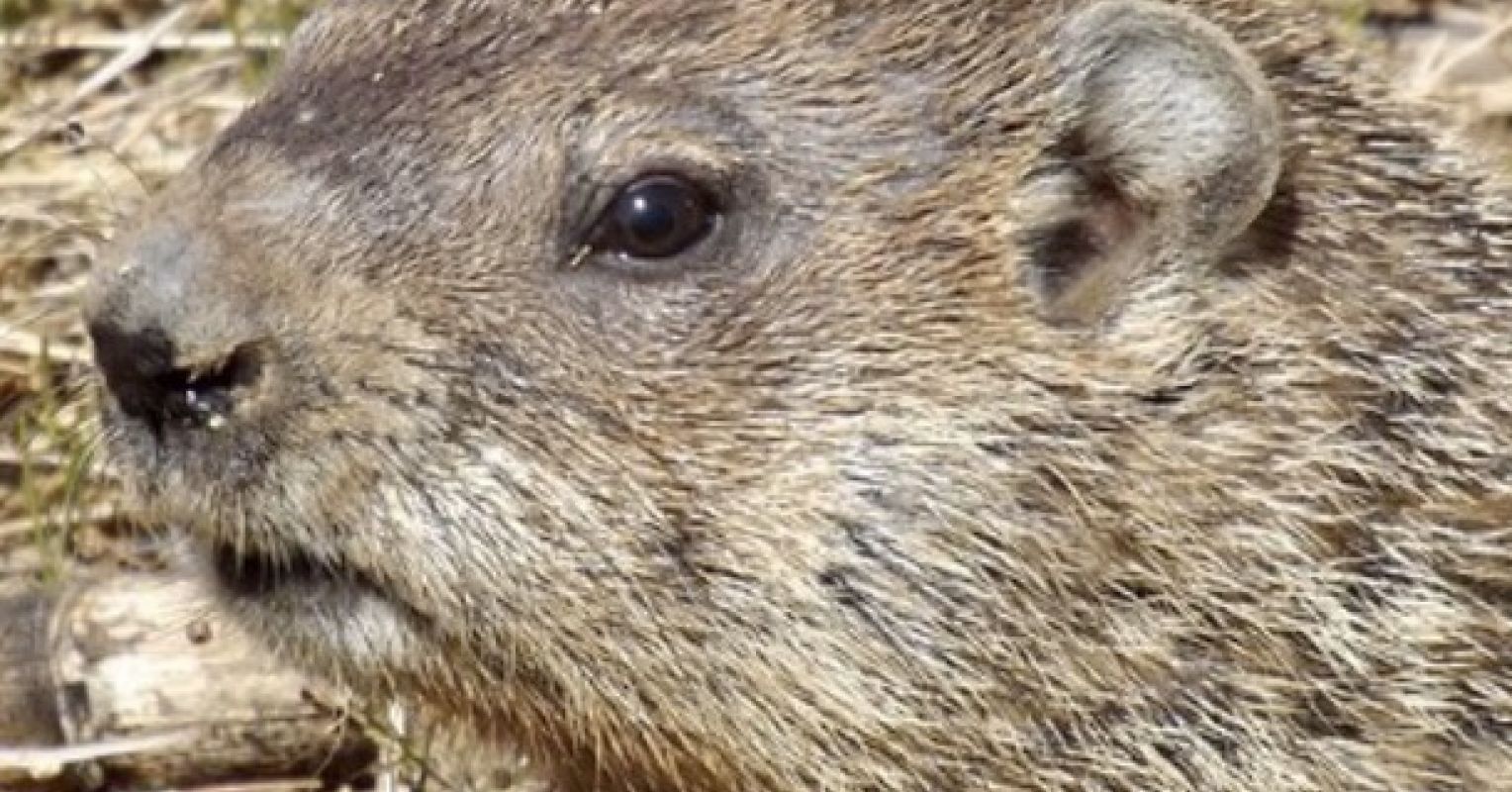 A Groundhog Foreshadowing: Time and Time Again | Psychology Today Singapore