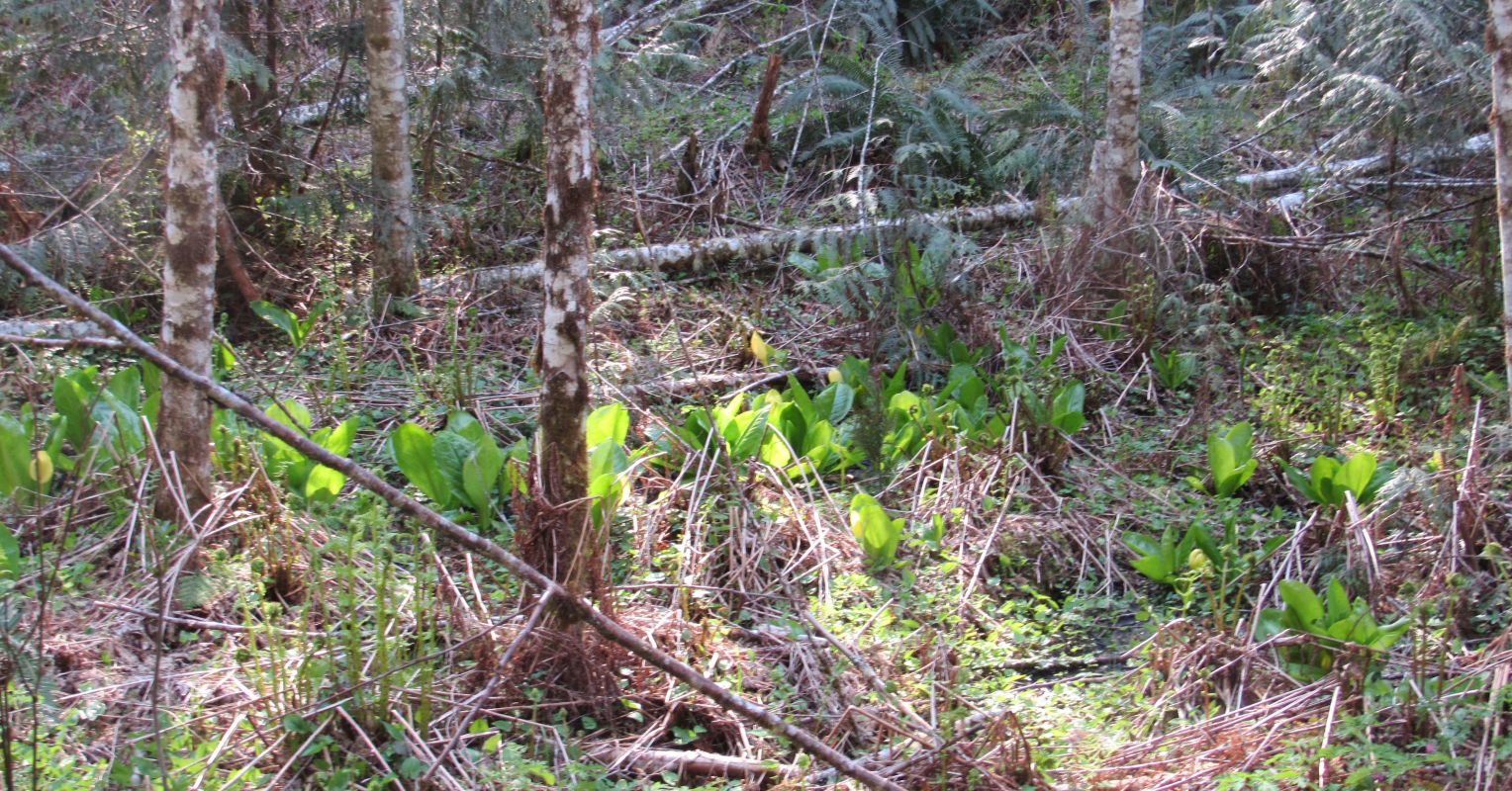 Not All Pandemic Dreams Are Nightmares | Psychology Today