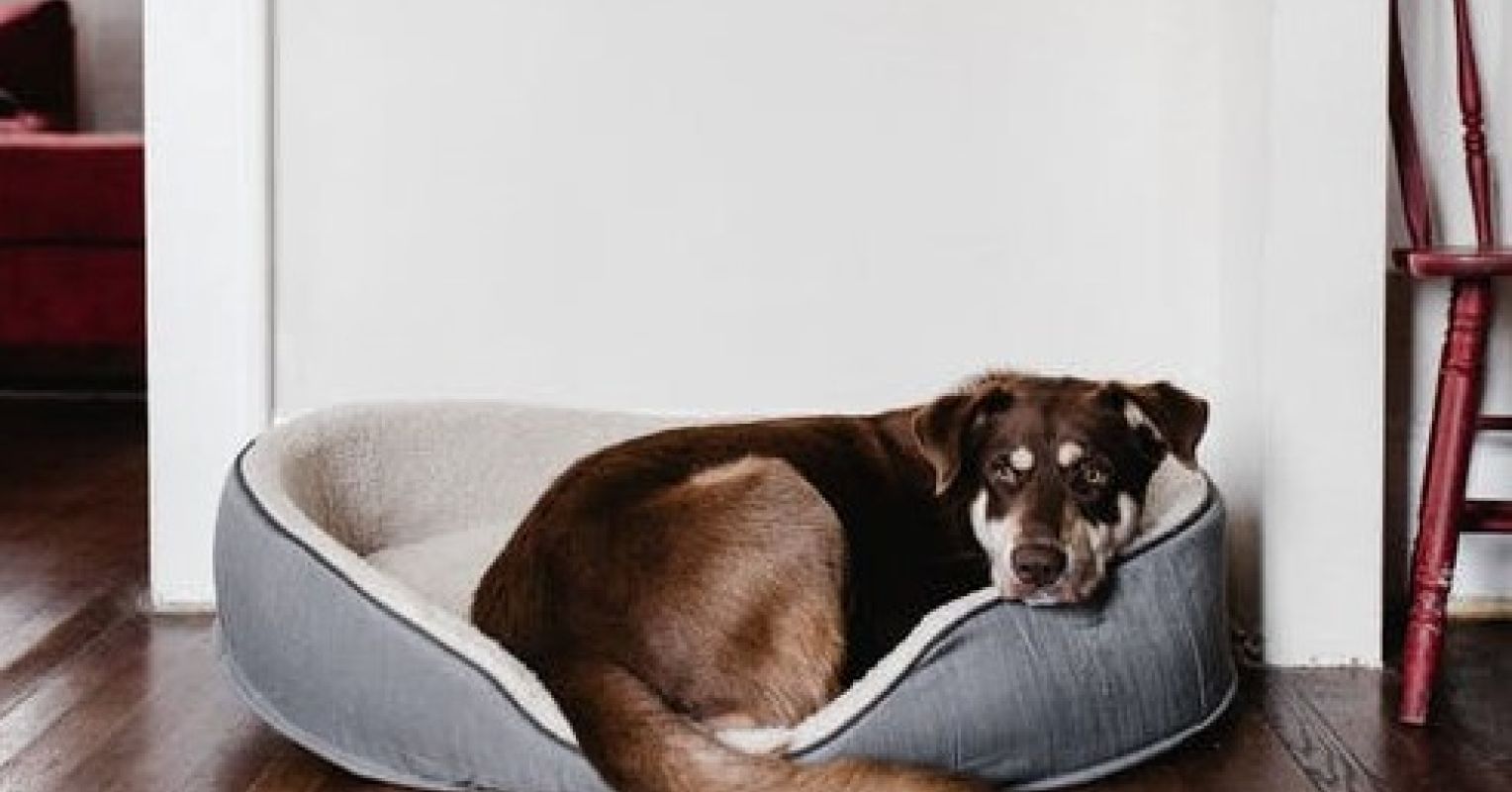 Creature Comforts: How Stress Rewards Unhealthy Adaptations ...