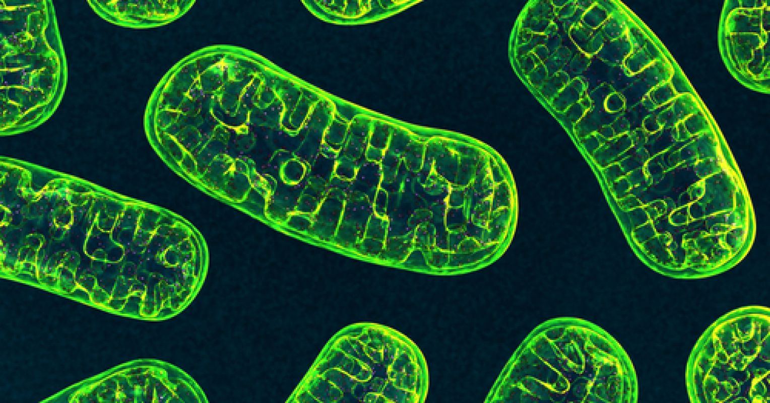 How Mitochondria Protects Us From Covid-19 | Psychology Today