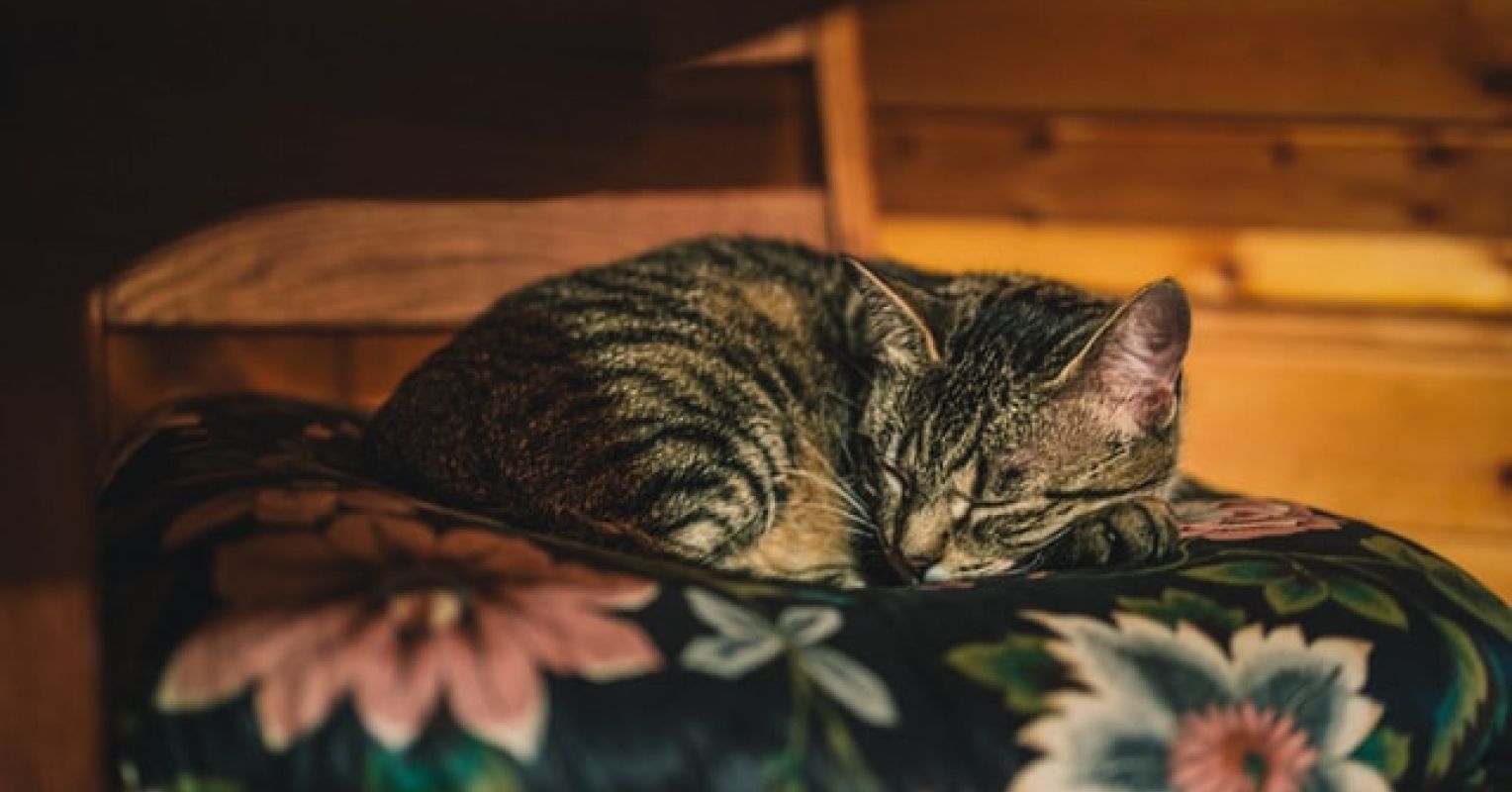 Insomniac or Short Sleeper? | Psychology Today