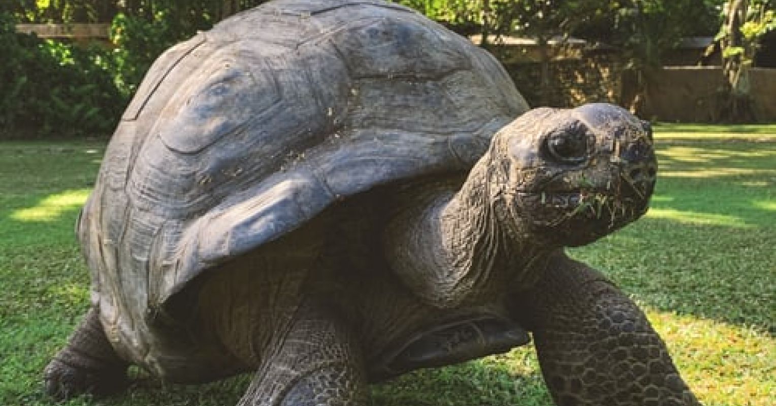 Tortoise vs. Hare Relationships: Meeting In the Middle | Psychology Today
