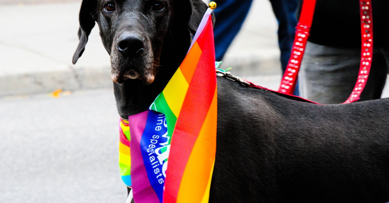 The Human-Animal Bond and Older LGBTQ+ Adults | Psychology Today