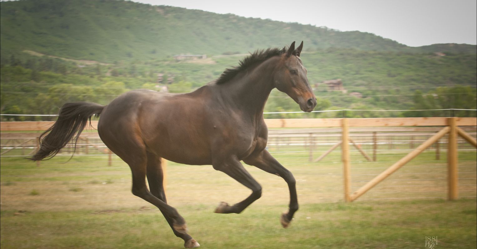 Why Do Some People Behave Violently Toward Animals? | Psychology Today