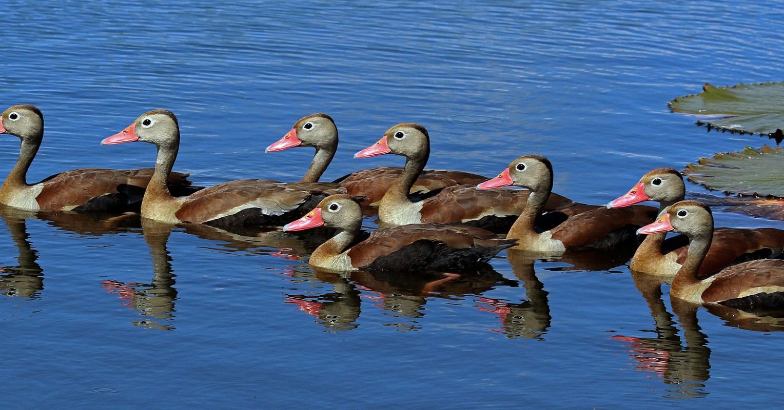 Happiness in a Damaged World | Psychology Today