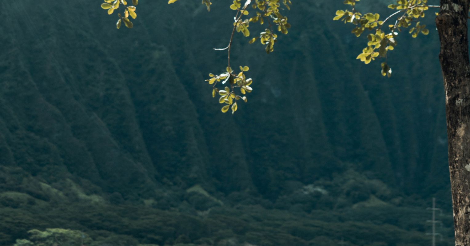 The Therapeutic Benefits of Nurturing Yourself With Nature | Psychology ...