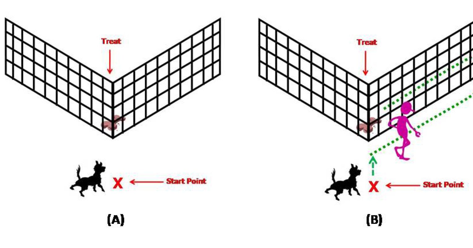 Some Dog Breeds Benefit More from Observing a Human | Psychology Today