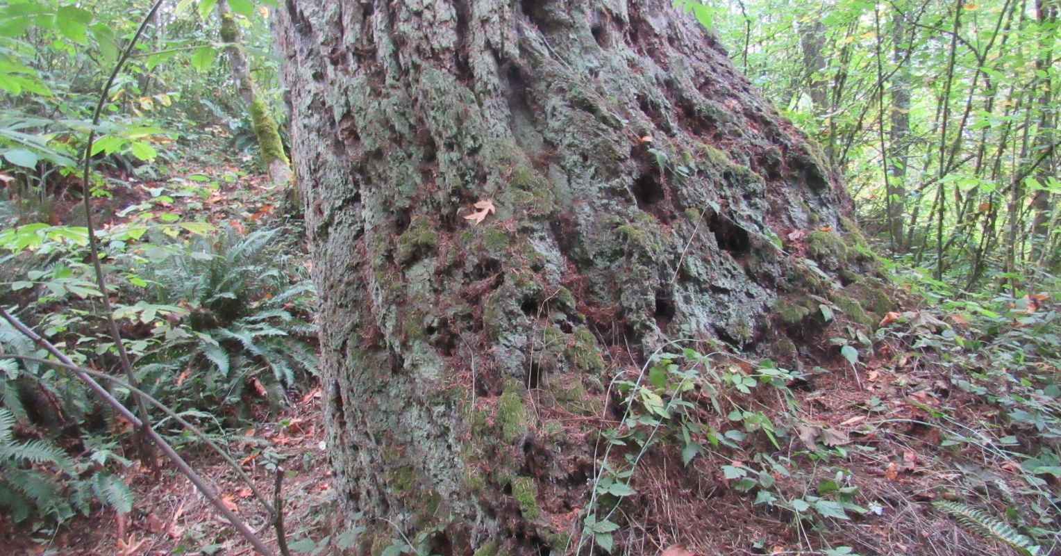 The Playful Art of Dream Cartoons | Psychology Today