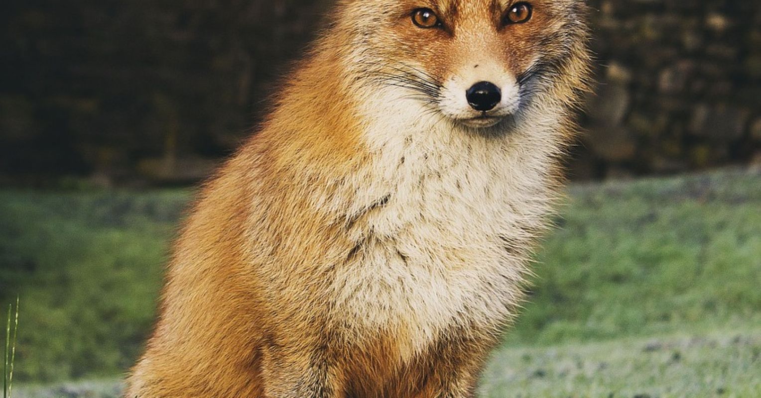 What I Learned About Facing Emotions From My Standoff With a Fox ...