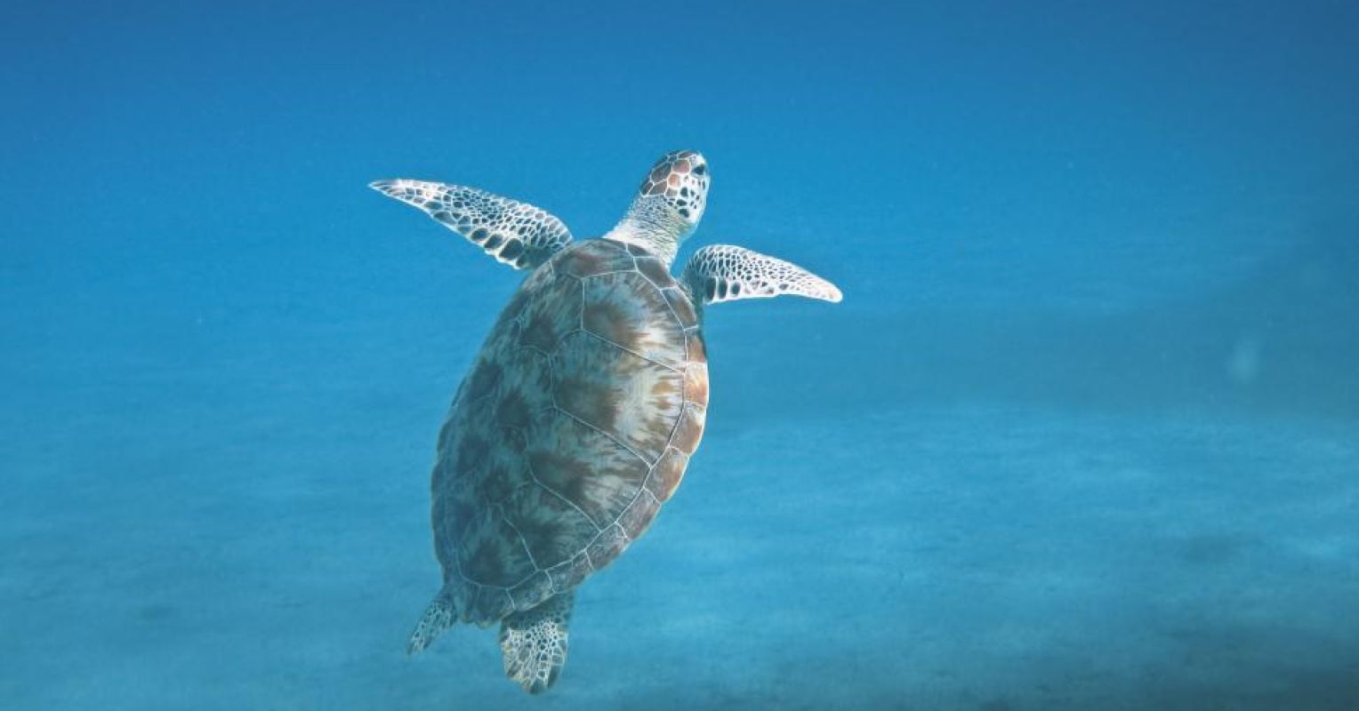 Obsessive-Compulsive Disorder: Living Like a Tortured Poet | Psychology ...