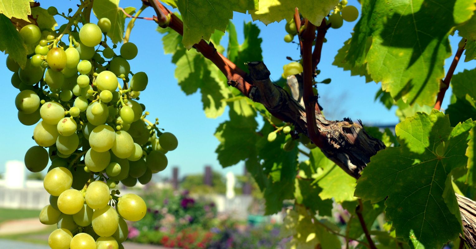 The Psychology of the Sour Grape Effect | Psychology Today