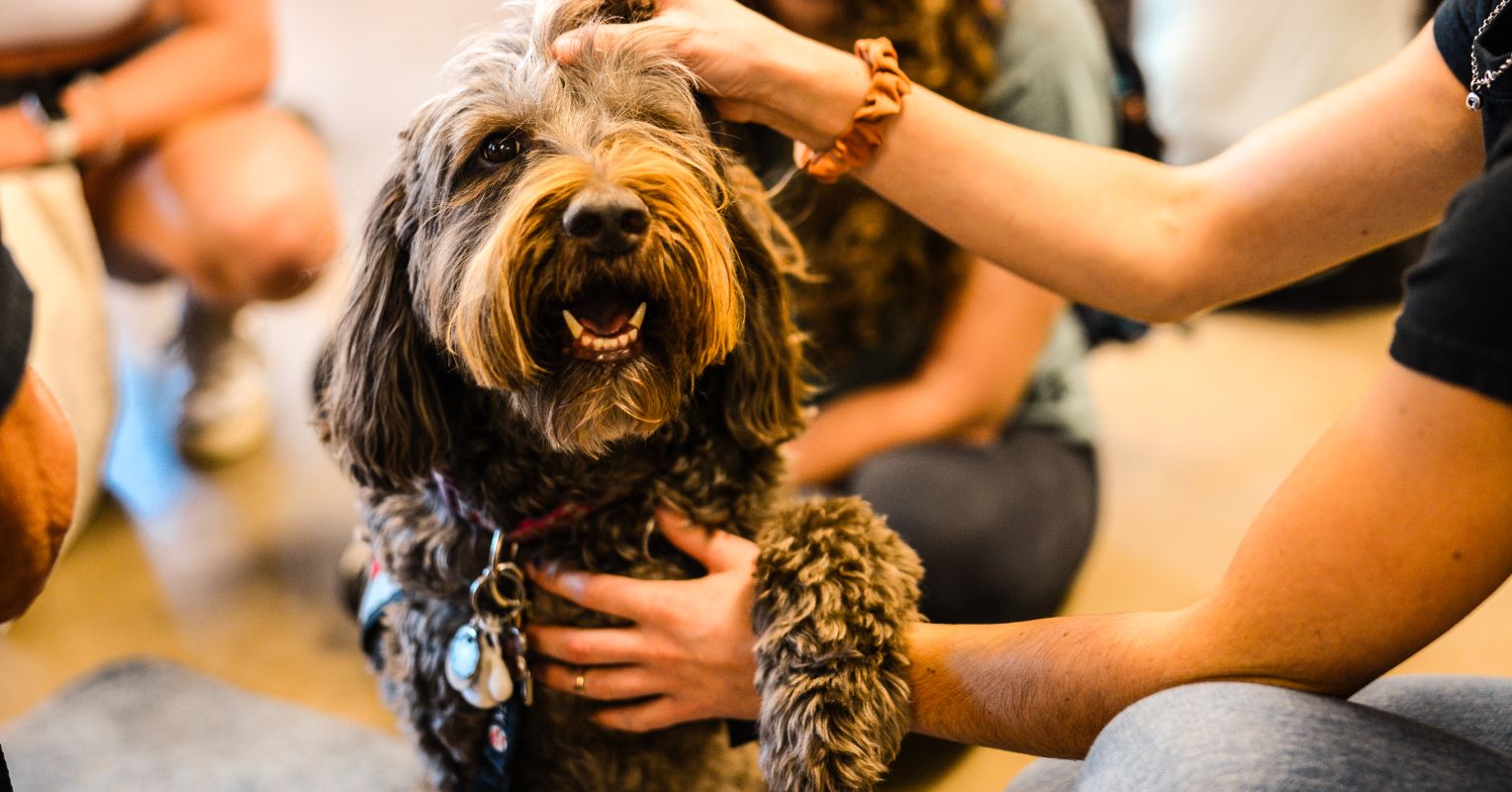 How Therapy Dogs Can Support Neurodiverse College Students | Psychology ...