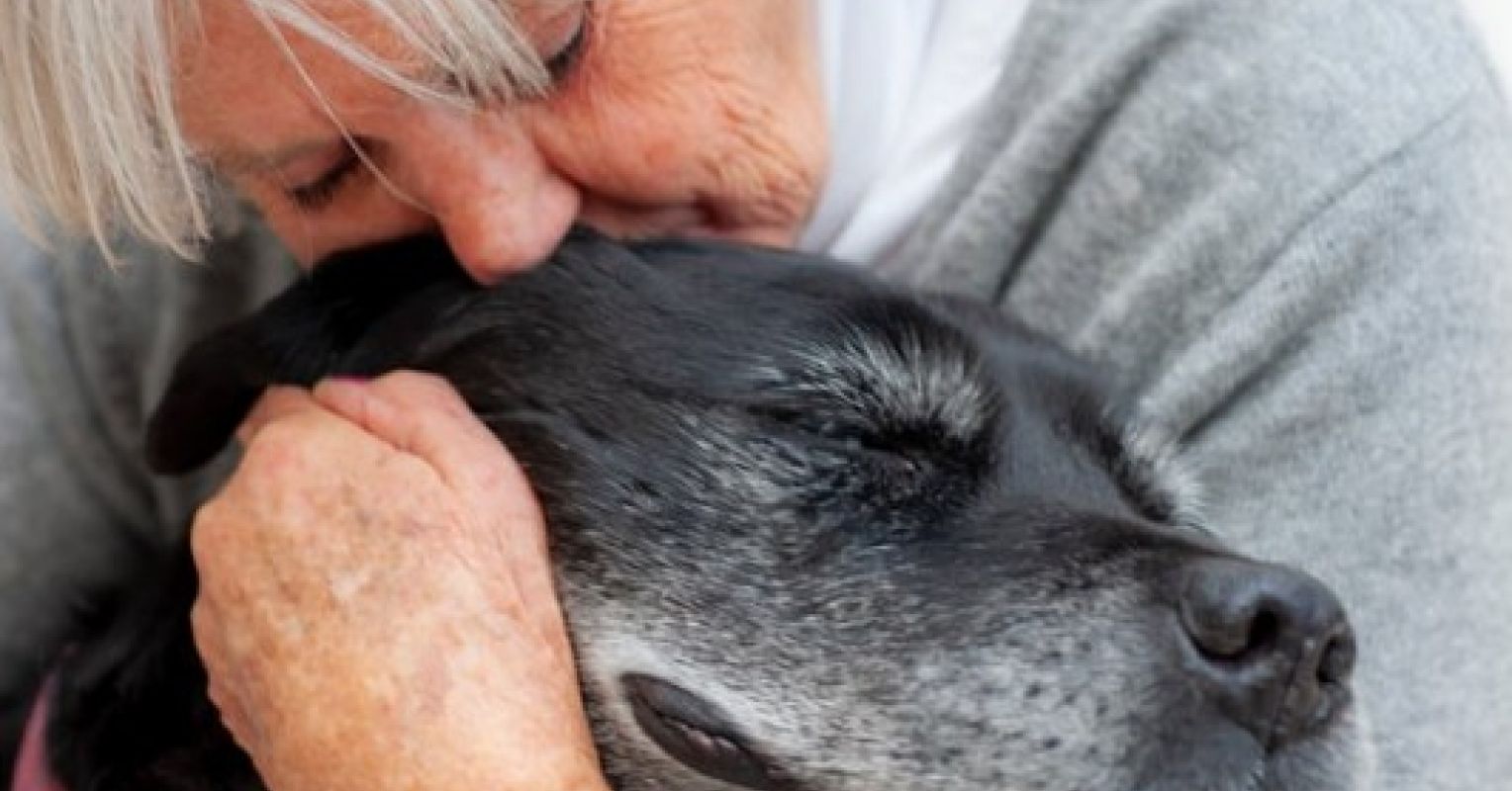 When Should Your Therapy Dog Retire? | Psychology Today