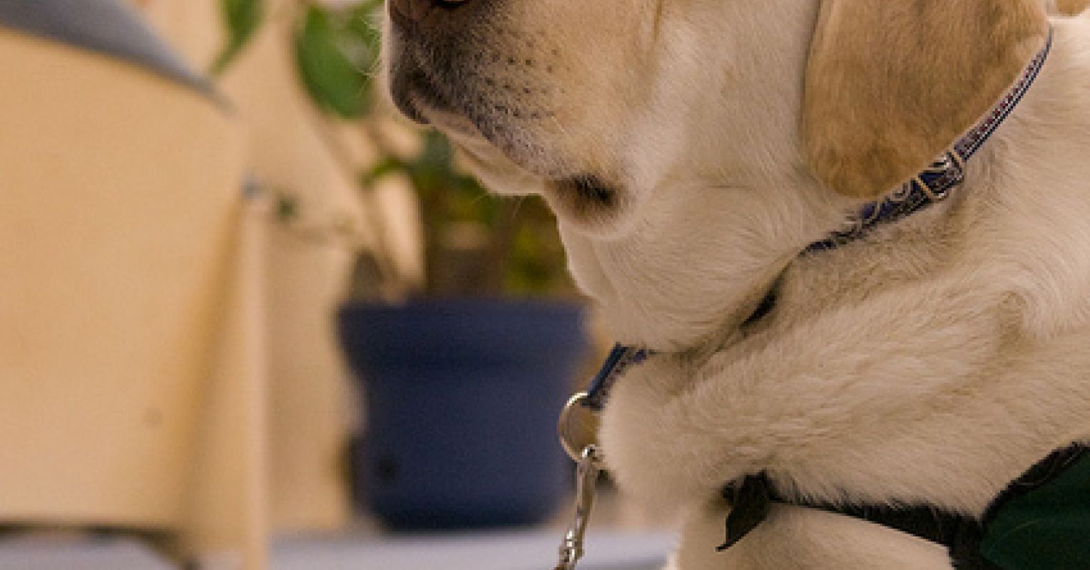 Funeral Dogs | Psychology Today