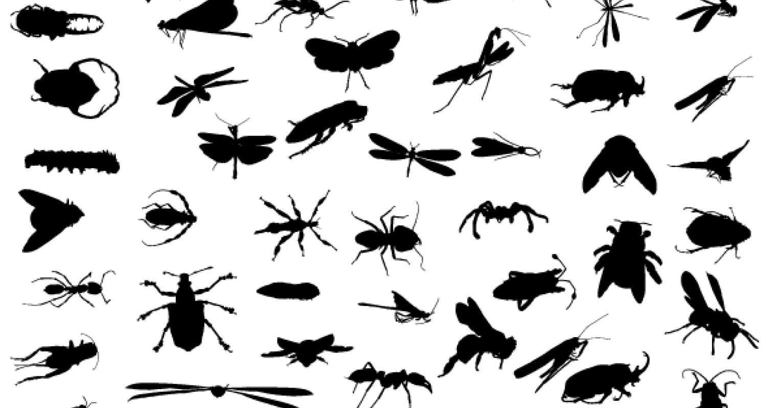 Insect Brain Capable of Conscious Subjective Experiences | Psychology ...
