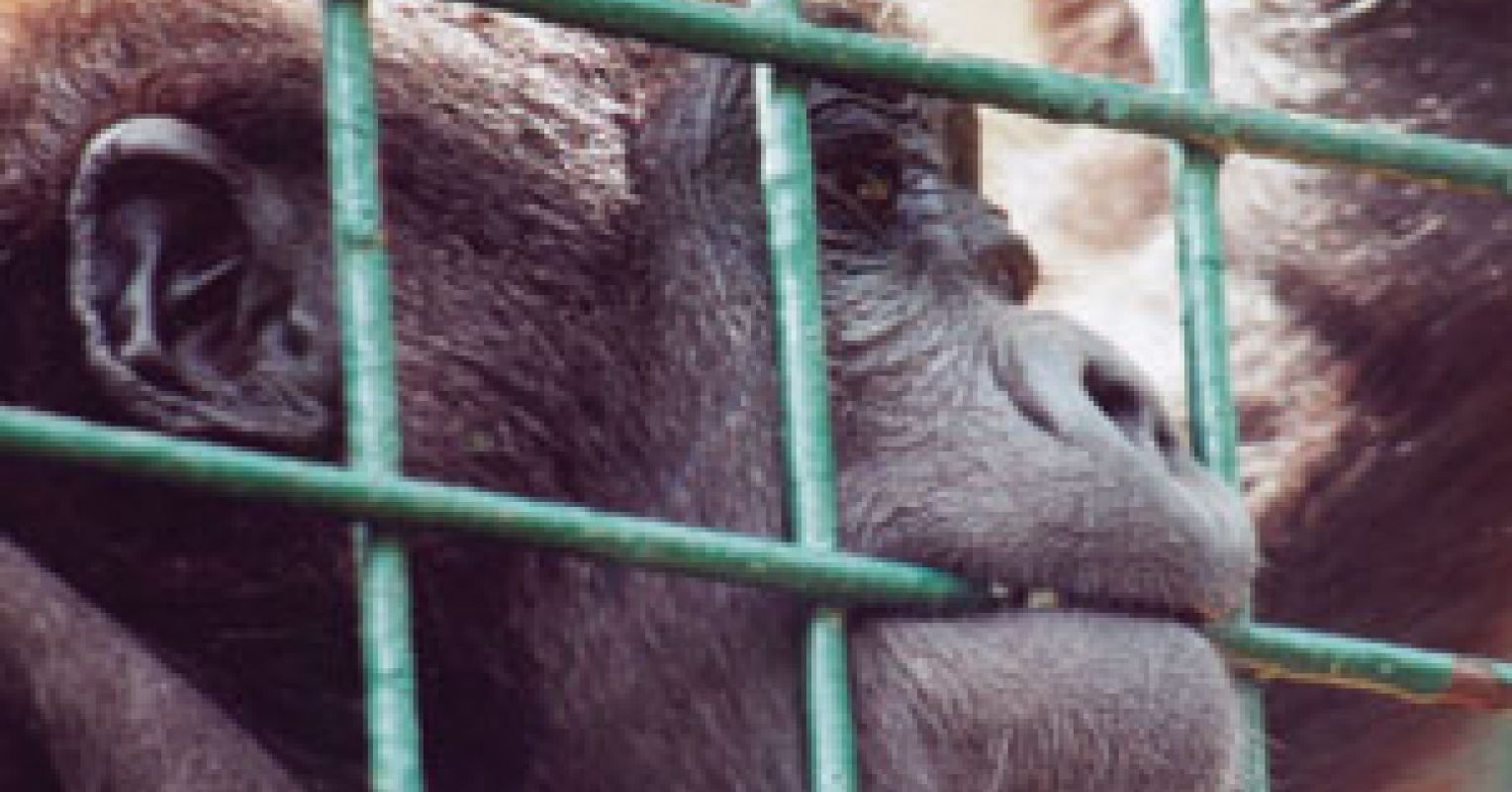 New Book Re-examines Lives of Captive and Confined Animals | Psychology ...