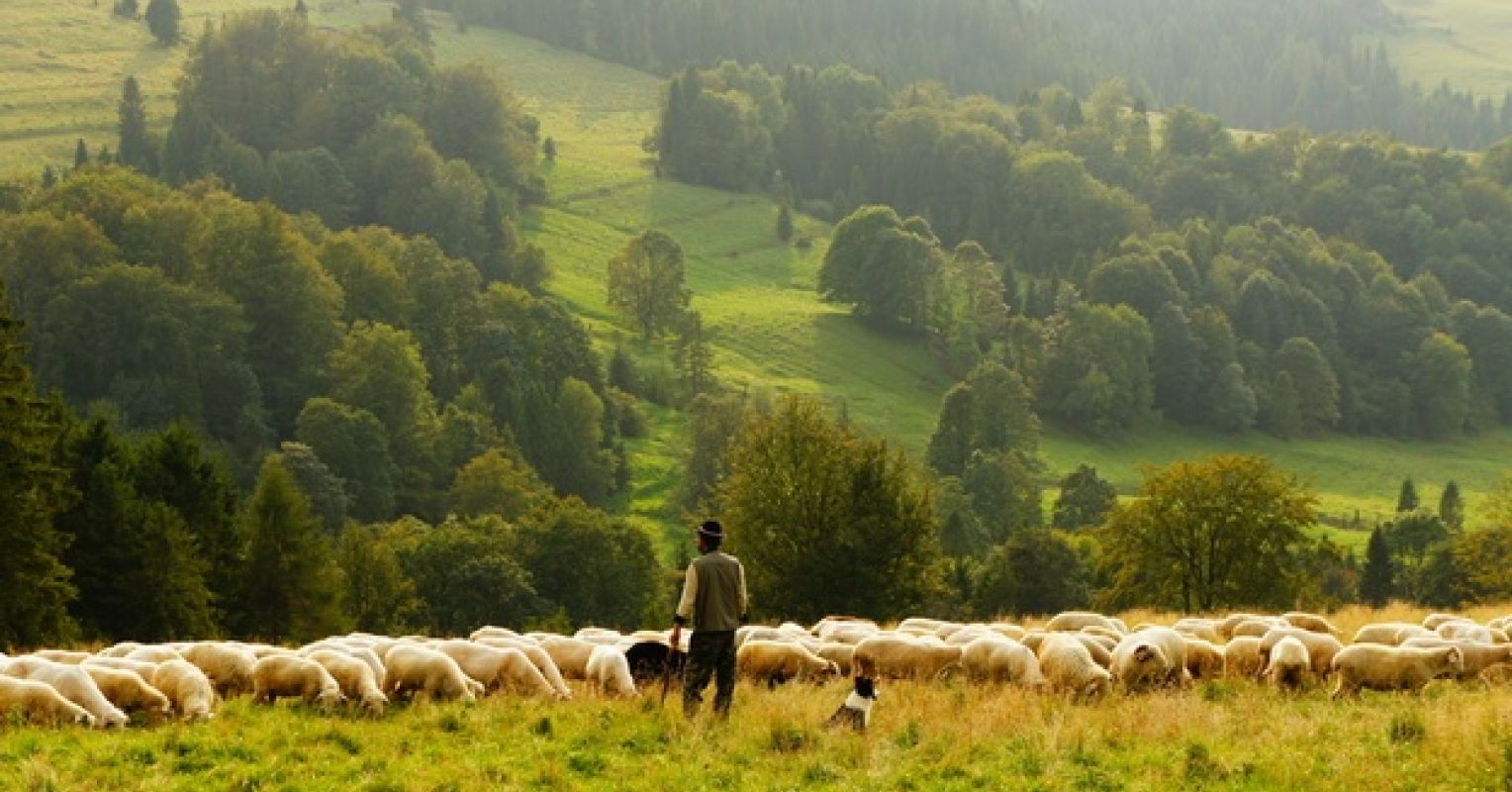 Why People Become Sheeple | Psychology Today
