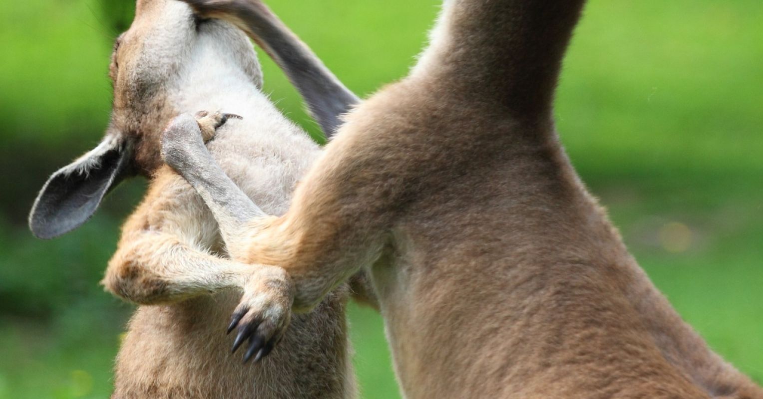 Animal Anger | Psychology Today