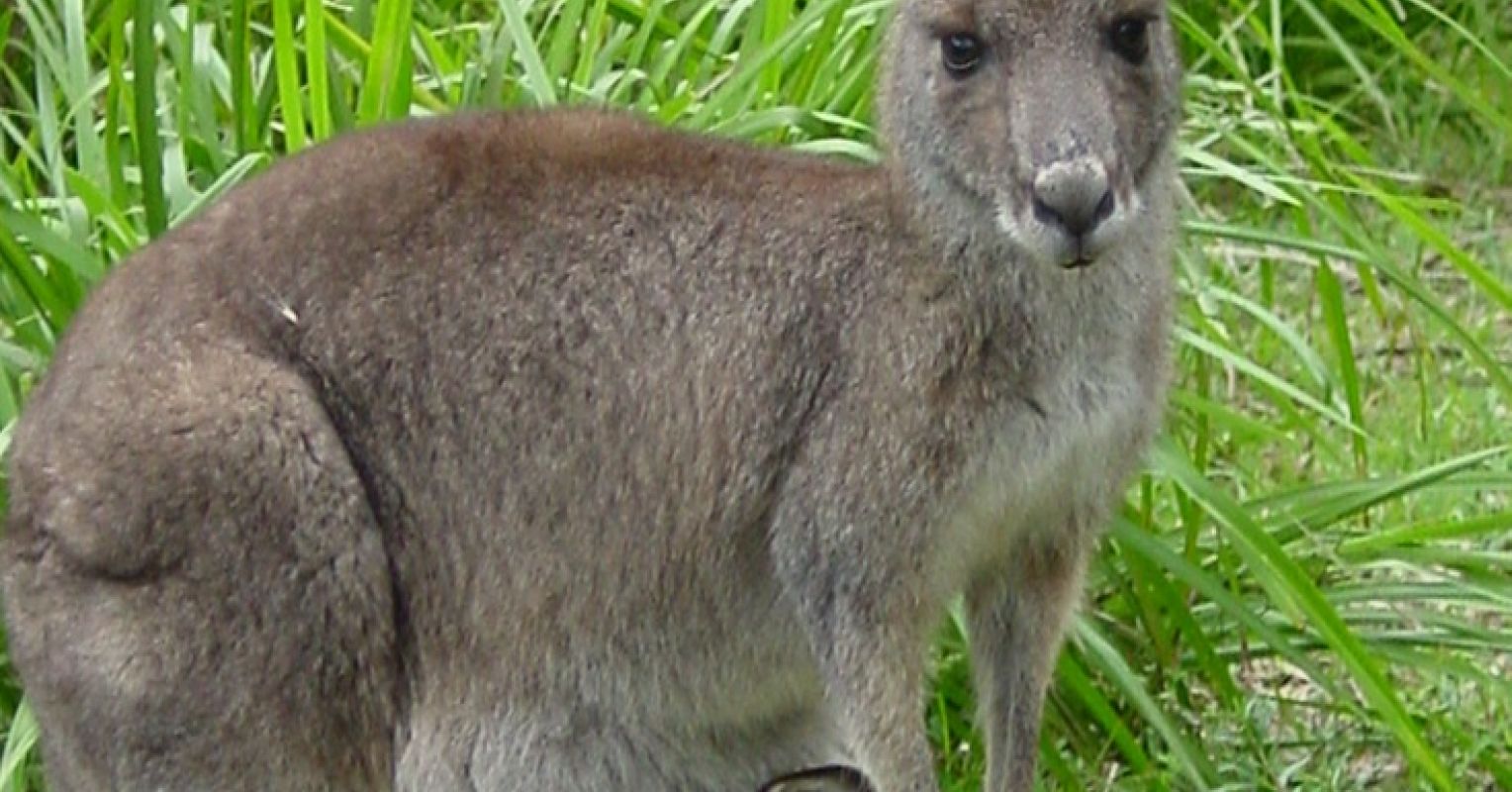 Helping Traumatized Animals with "Hugs, Drugs and Choices" | Psychology ...