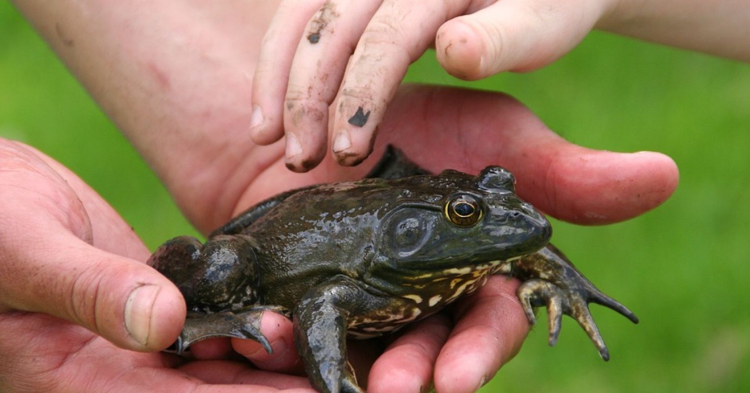 Imprinting Kids for Violence Toward Animals | Psychology Today Singapore