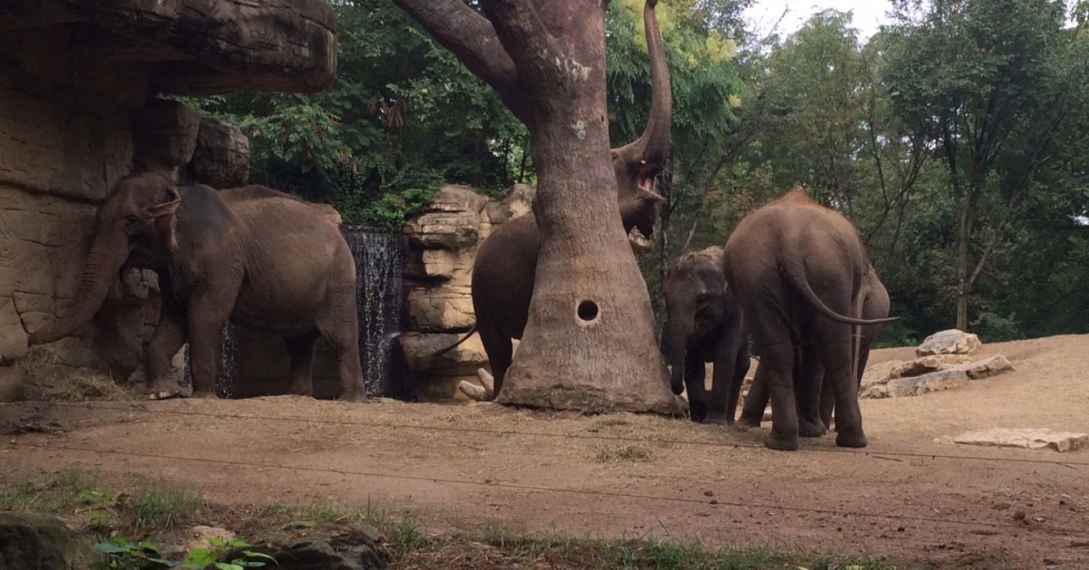 “Memory Athletes” and the Rest of Us | Psychology Today