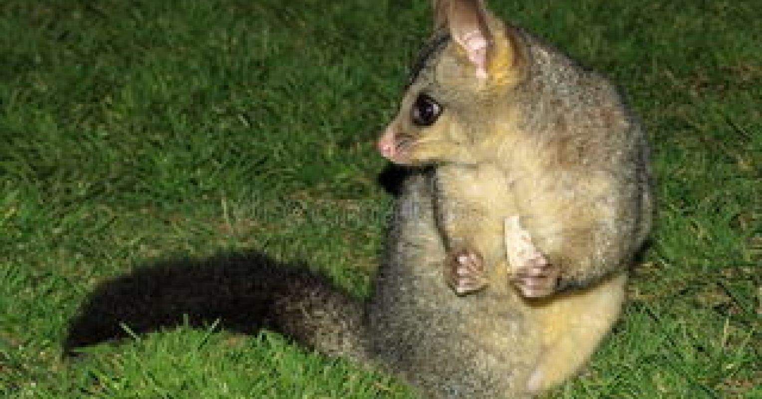 Long-Term Effects of Violence Toward Animals by Youngsters | Psychology ...