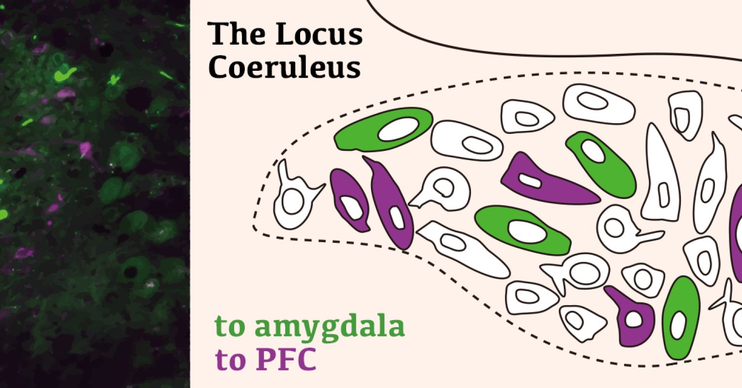 The Neuroscience of Fear-Based Learning vs. Fear Extinction ...