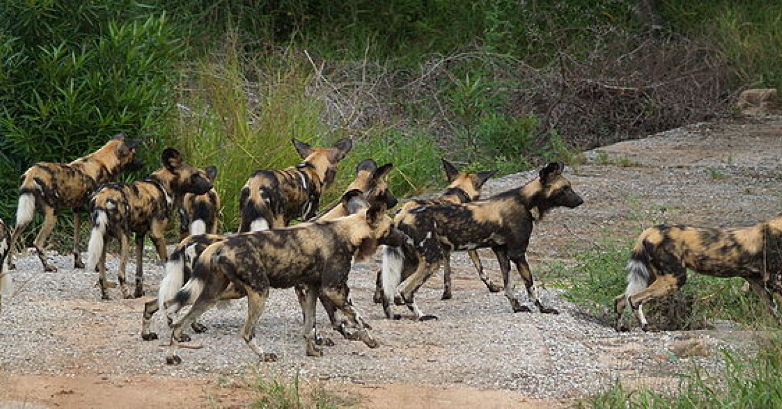 Wild Dogs Sneeze to Decide Whether They're Ready to Hunt | Psychology Today